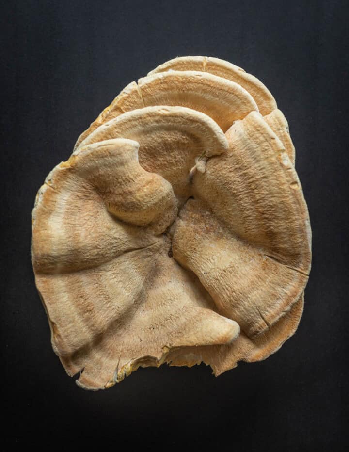 Foraging and Cooking Berkeley's Polypore (Bondarzewia berkeleyi ...