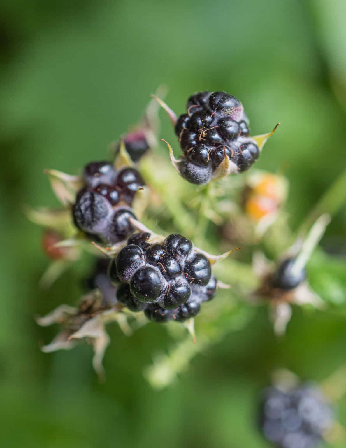 Homemade Black Raspberry Ice Cream - Forager | Chef