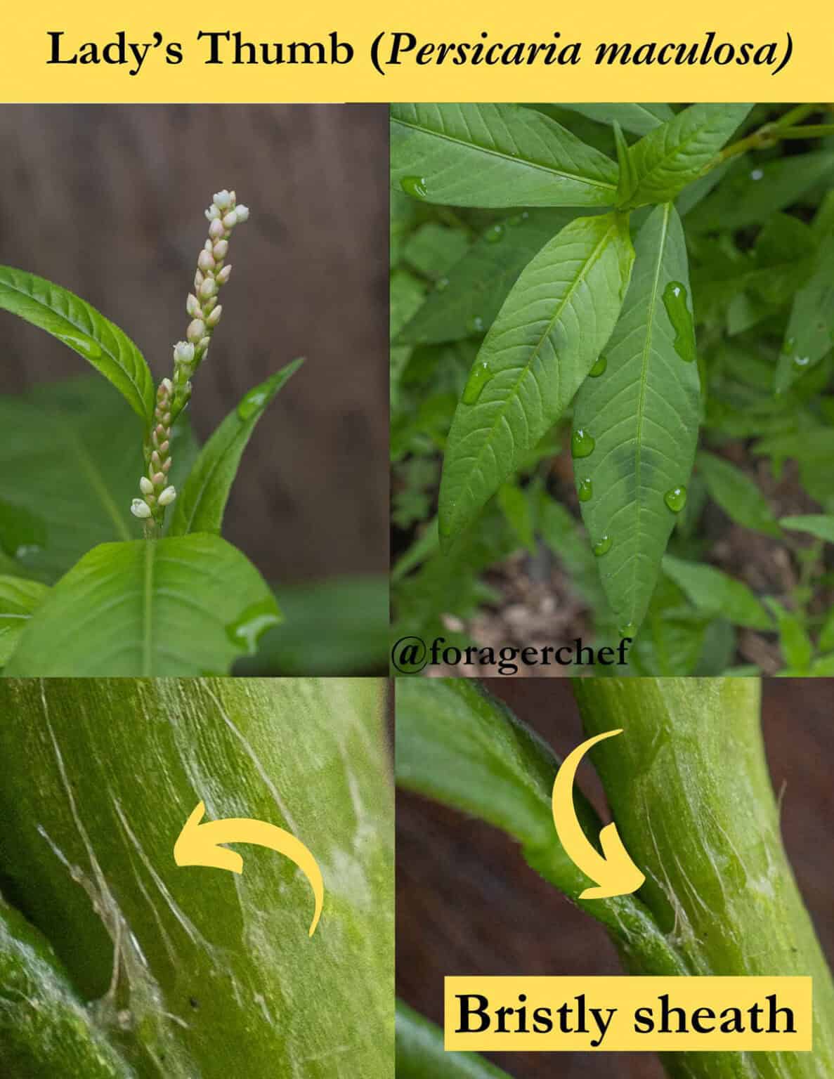 Edible Smartweeds: Lady's Thumb (Persicaria maculosa) & More