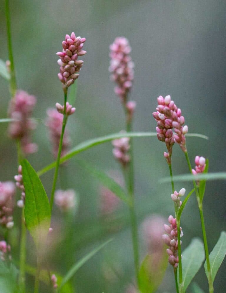 Edible Smartweeds: Lady's Thumb (Persicaria maculosa) & More