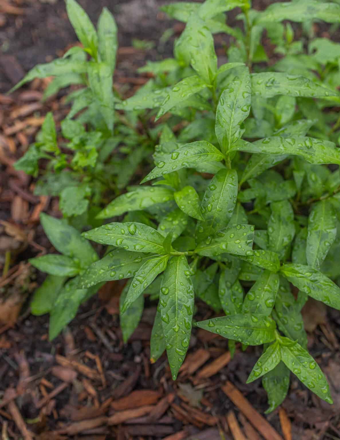 Edible Smartweeds: Lady's Thumb (Persicaria maculosa) & More