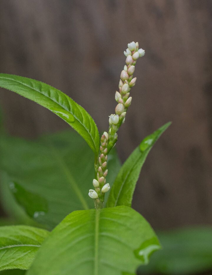 Edible Smartweeds: Lady's Thumb (Persicaria maculosa) & More