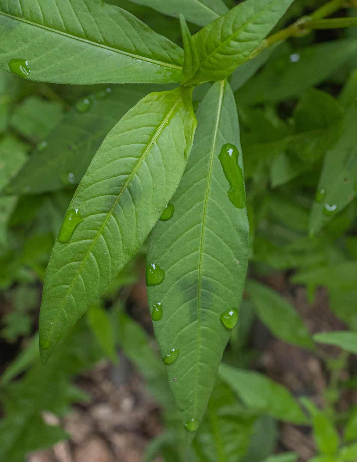 Edible Smartweeds: Lady's Thumb (Persicaria maculosa) & More
