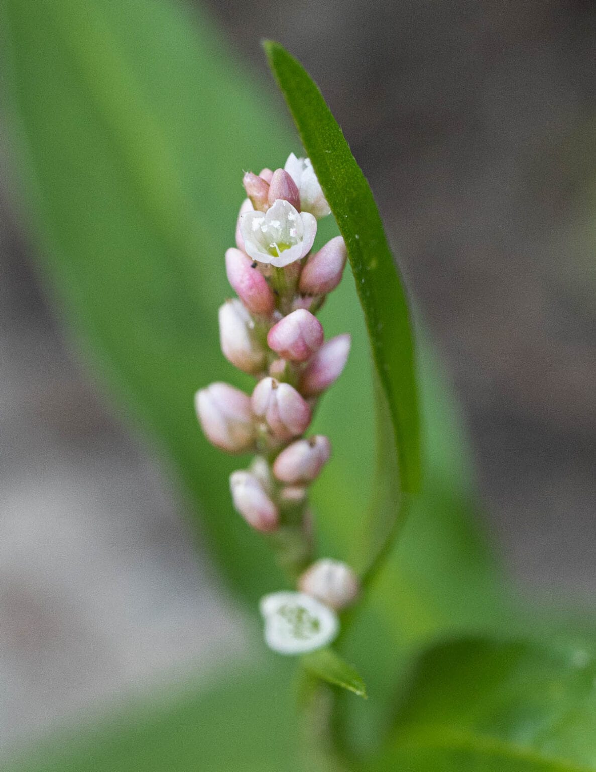 Edible Smartweeds: Lady's Thumb (Persicaria maculosa) & More