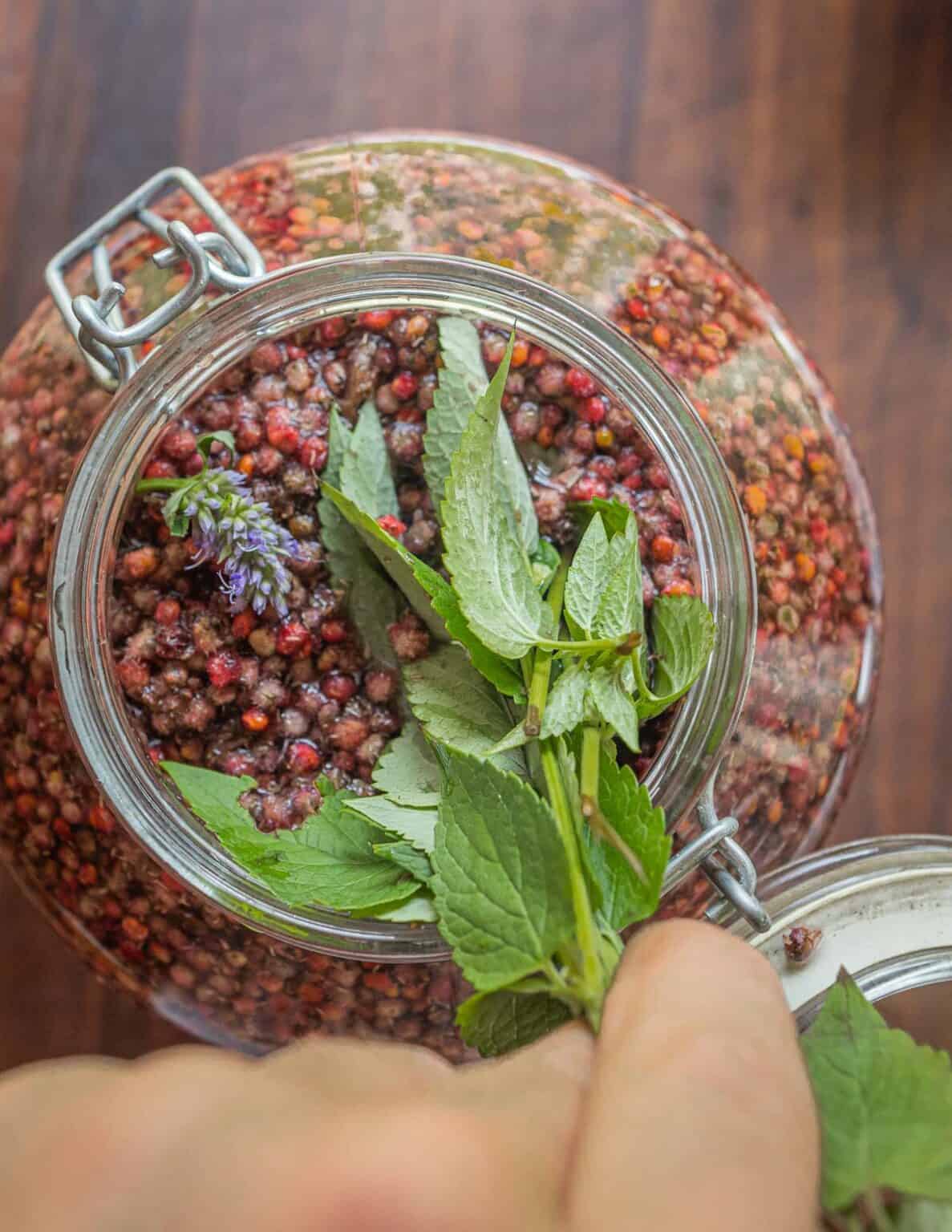 Staghorn Sumac Lemonade (Overnight Tea) - Forager | Chef