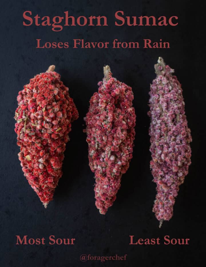 Staghorn Sumac Lemonade (Overnight Tea) - Forager | Chef