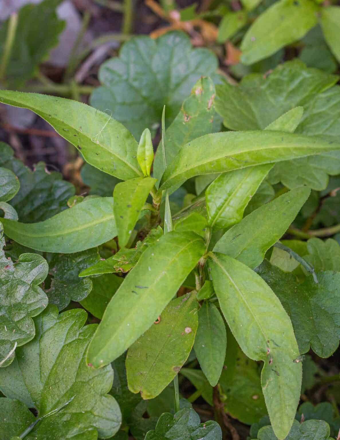Edible Smartweeds: Lady's Thumb (Persicaria maculosa) & More