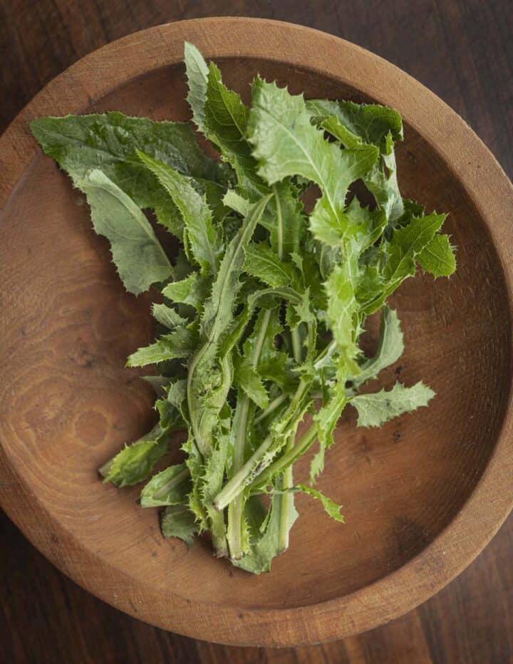 Foraging Sow Thistle: Identification, Look Alikes and Uses - Forager | Chef