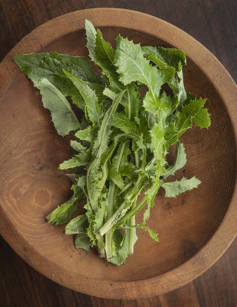 Foraging Sow Thistle: Identification, Look Alikes and Uses - Forager | Chef