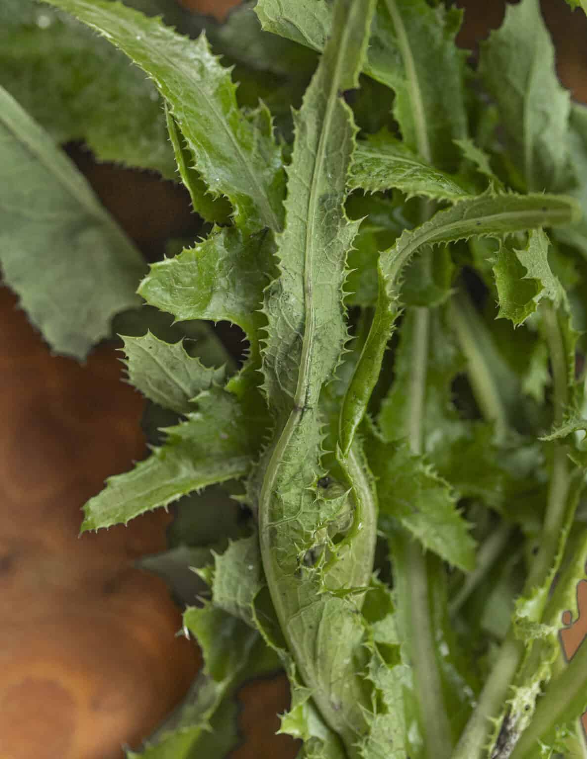 Foraging Sow Thistle: Identification, Look Alikes and Uses - Forager | Chef