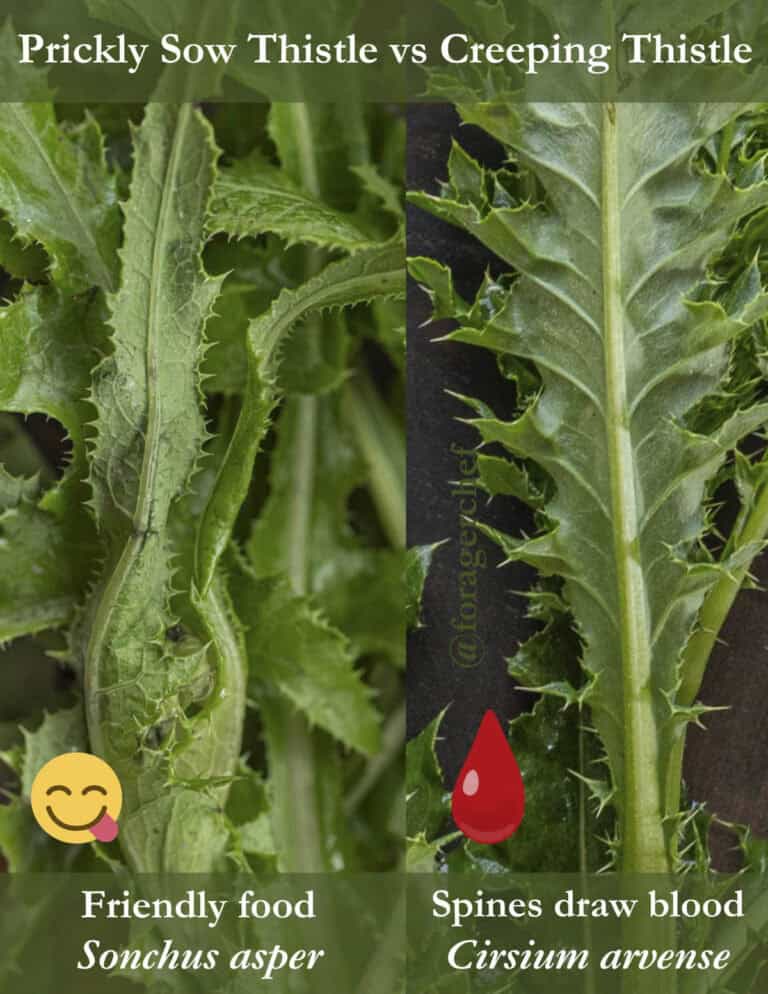 Foraging Sow Thistle: Identification, Look Alikes and Uses - Forager | Chef