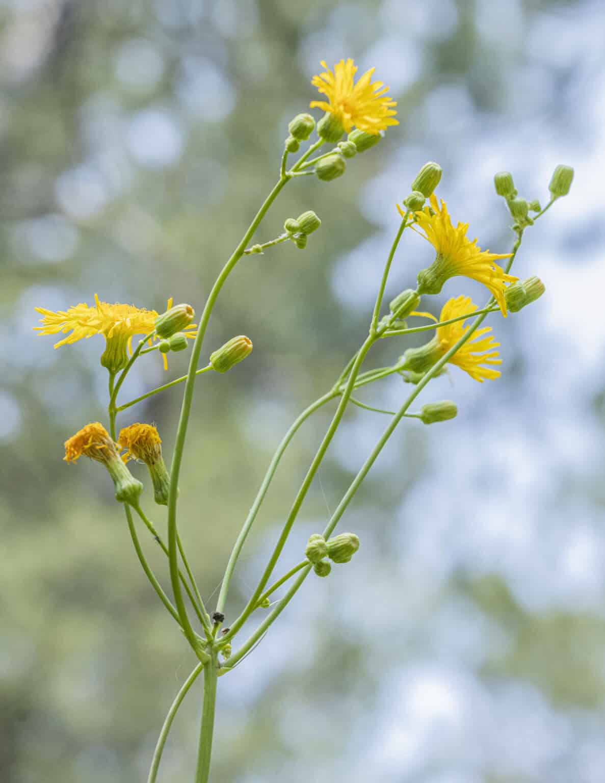 Foraging Sow Thistle: Identification, Look Alikes and Uses - Forager | Chef