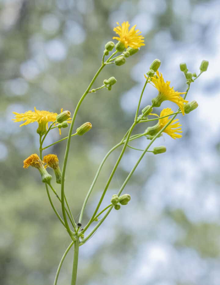 Foraging Sow Thistle: Identification, Look Alikes and Uses - Forager | Chef