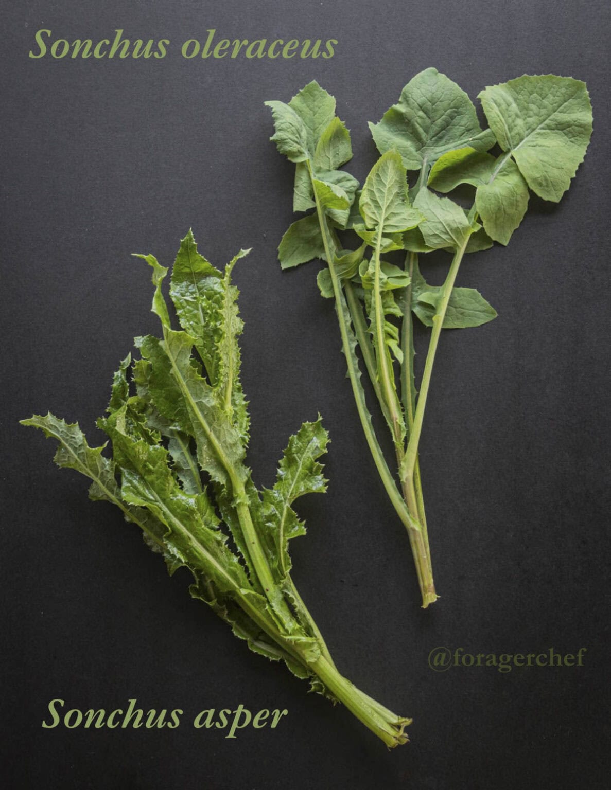 Foraging Sow Thistle: Identification, Look Alikes and Uses - Forager | Chef