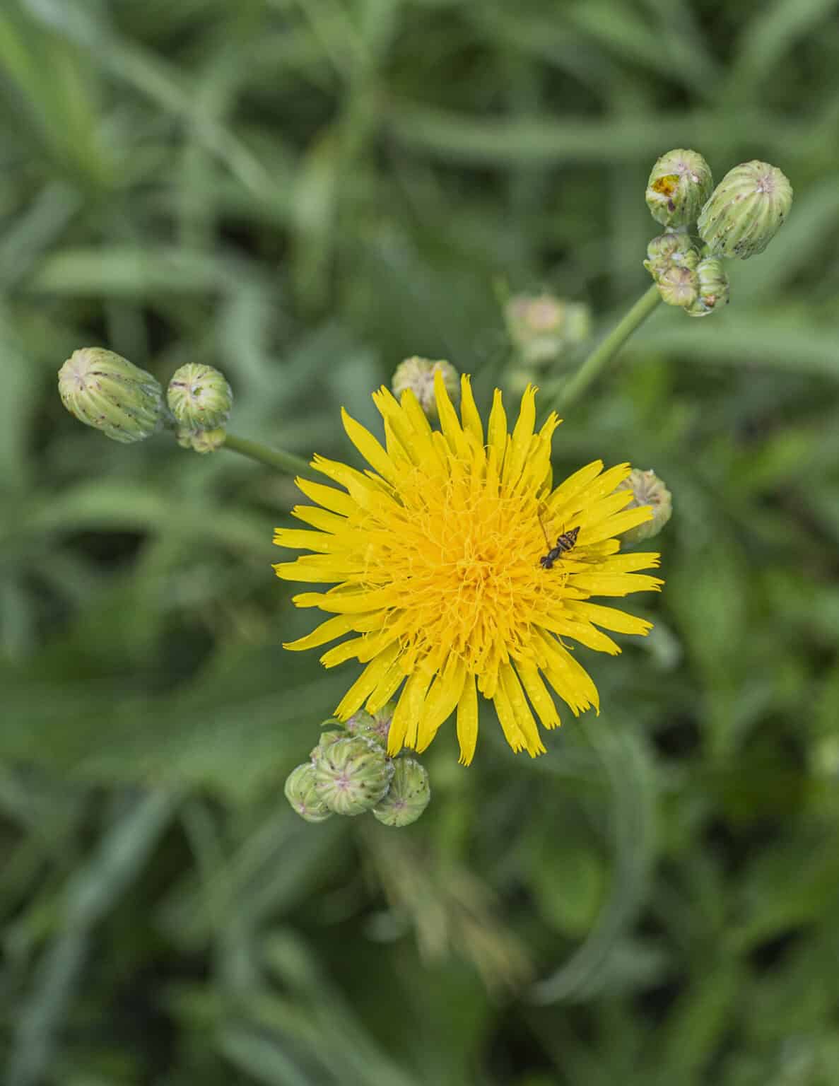 Foraging Sow Thistle: Identification, Look Alikes and Uses - Forager | Chef