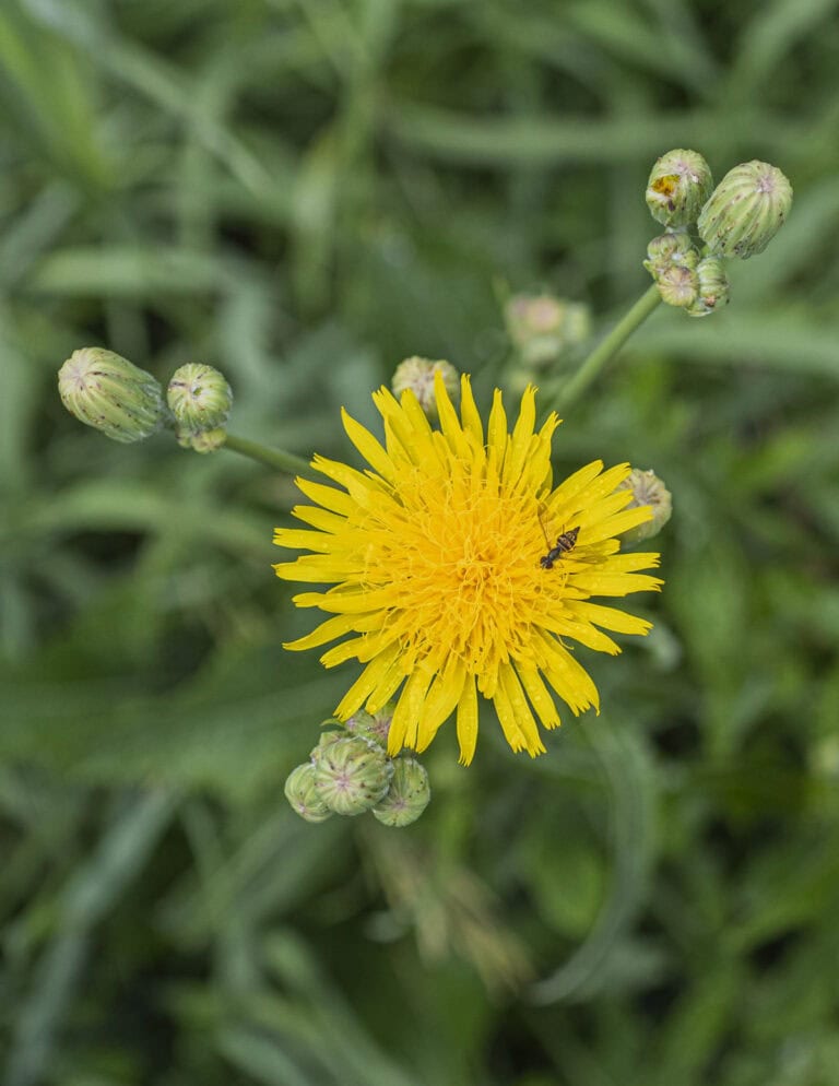 Foraging Sow Thistle: Identification, Look Alikes and Uses - Forager | Chef