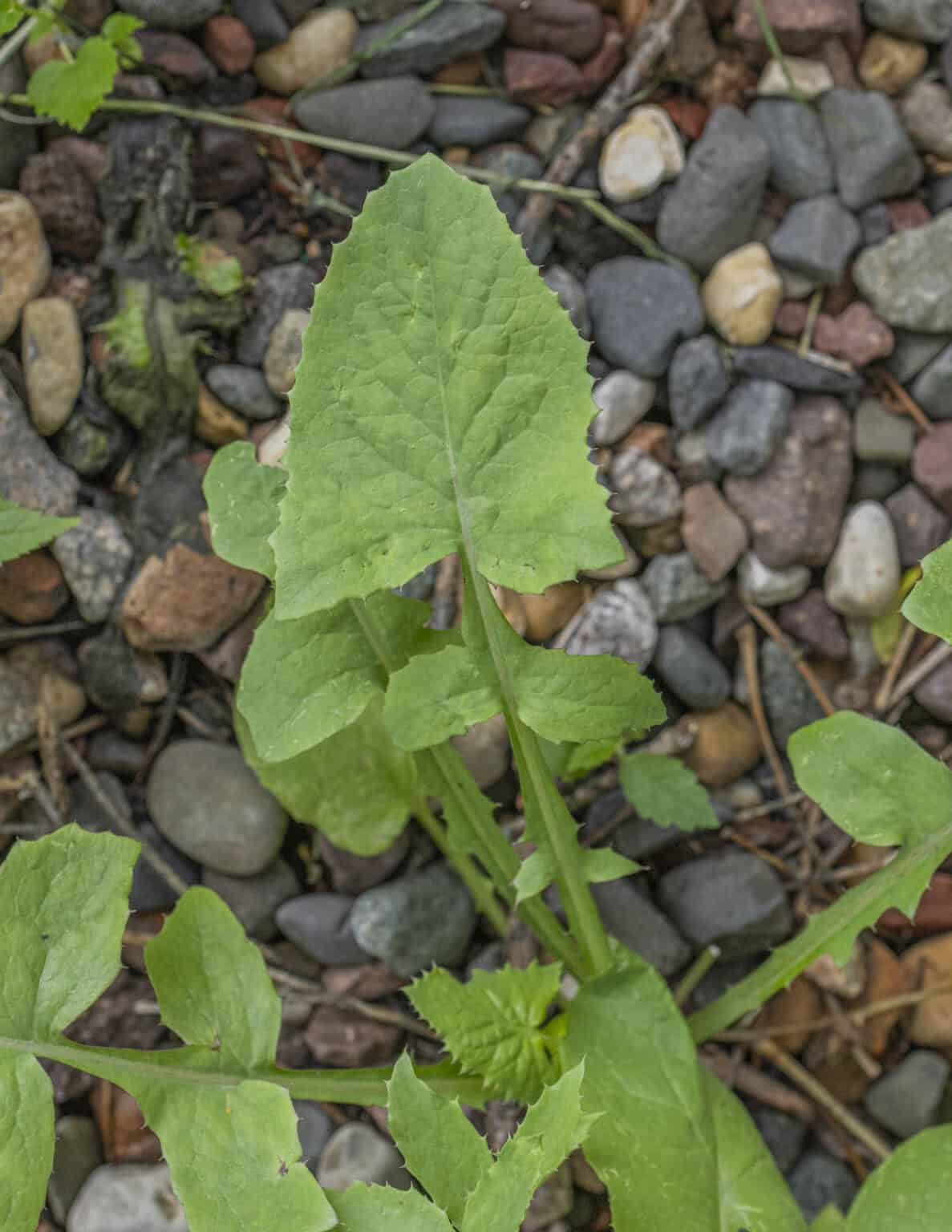 Foraging Sow Thistle: Identification, Look Alikes and Uses - Forager | Chef