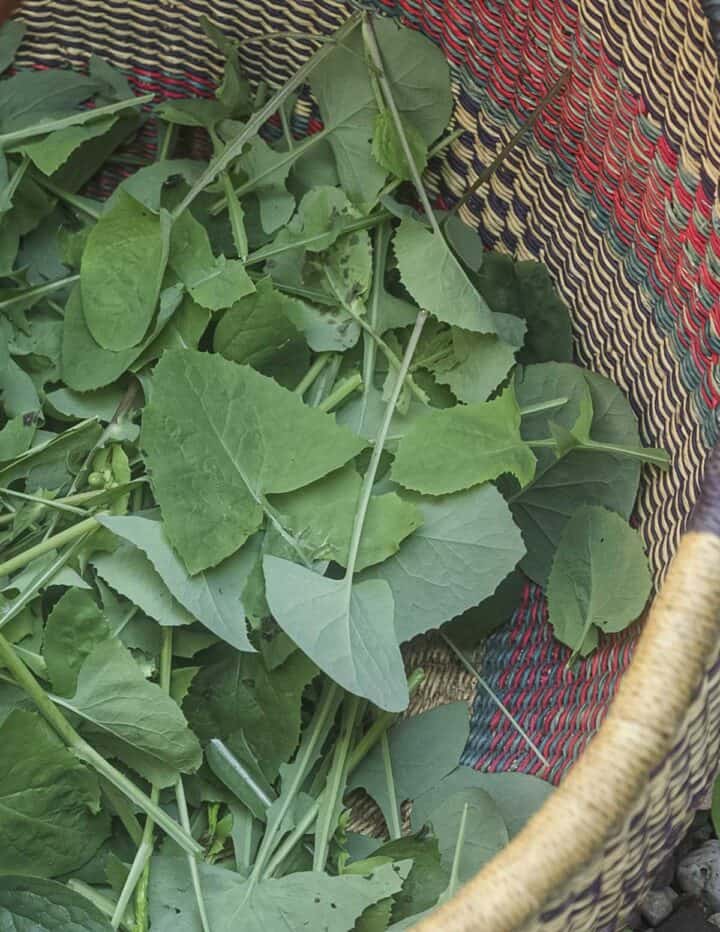 Foraging Sow Thistle: Identification, Look Alikes and Uses - Forager | Chef