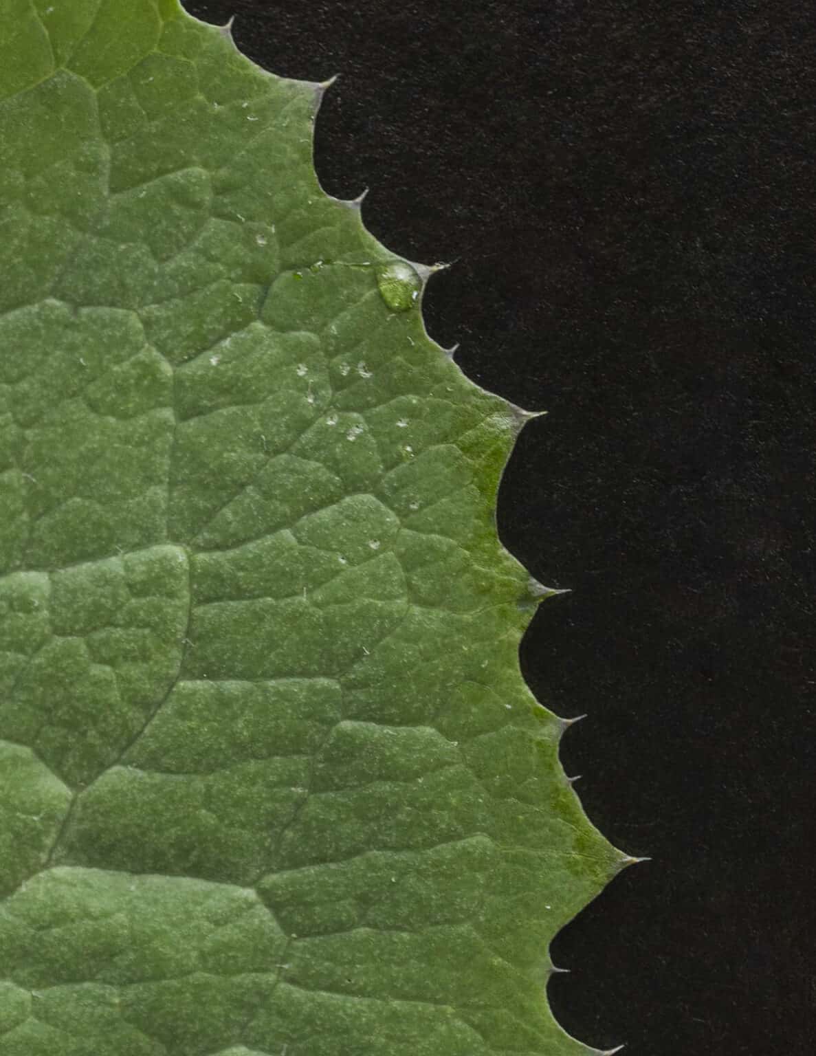 Foraging Sow Thistle: Identification, Look Alikes and Uses - Forager | Chef