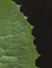 Foraging Sow Thistle: Identification, Look Alikes and Uses - Forager | Chef