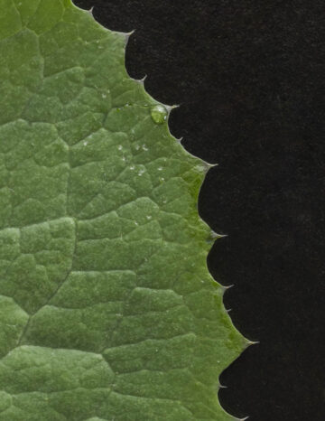 Foraging Sow Thistle: Identification, Look Alikes and Uses - Forager | Chef