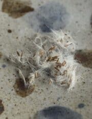 Foraging Sow Thistle: Identification, Look Alikes and Uses - Forager | Chef