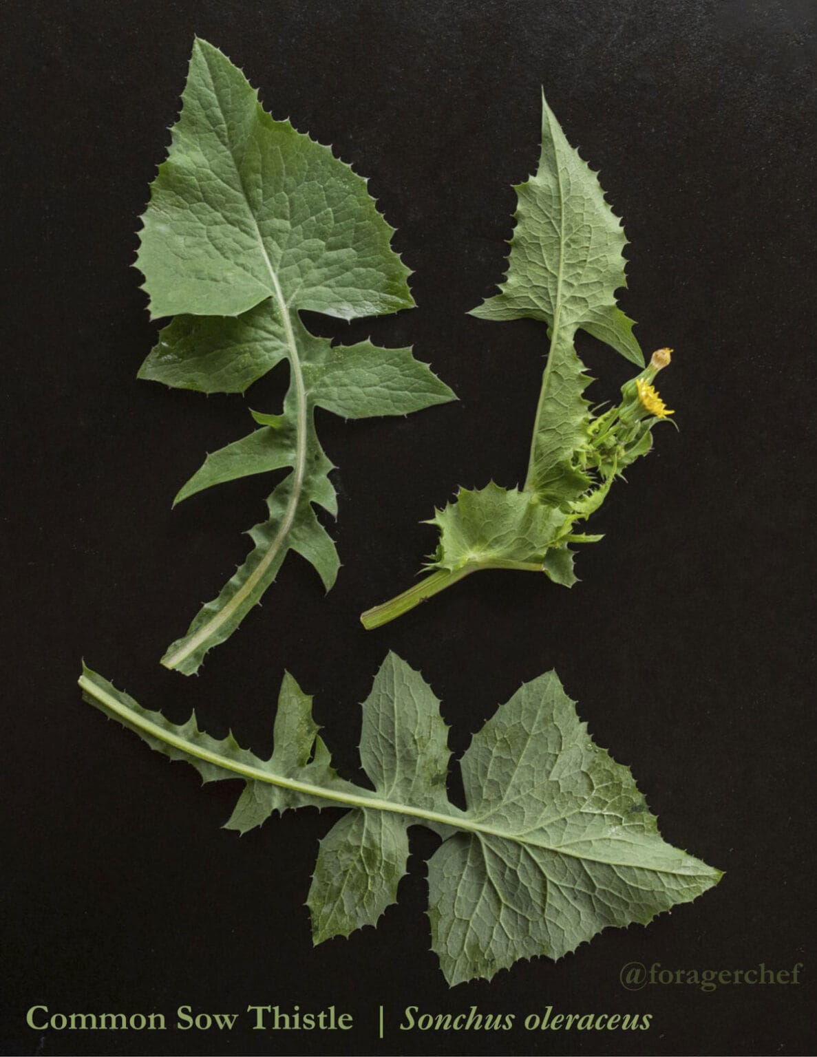 Foraging Sow Thistle: Identification, Look Alikes and Uses - Forager | Chef