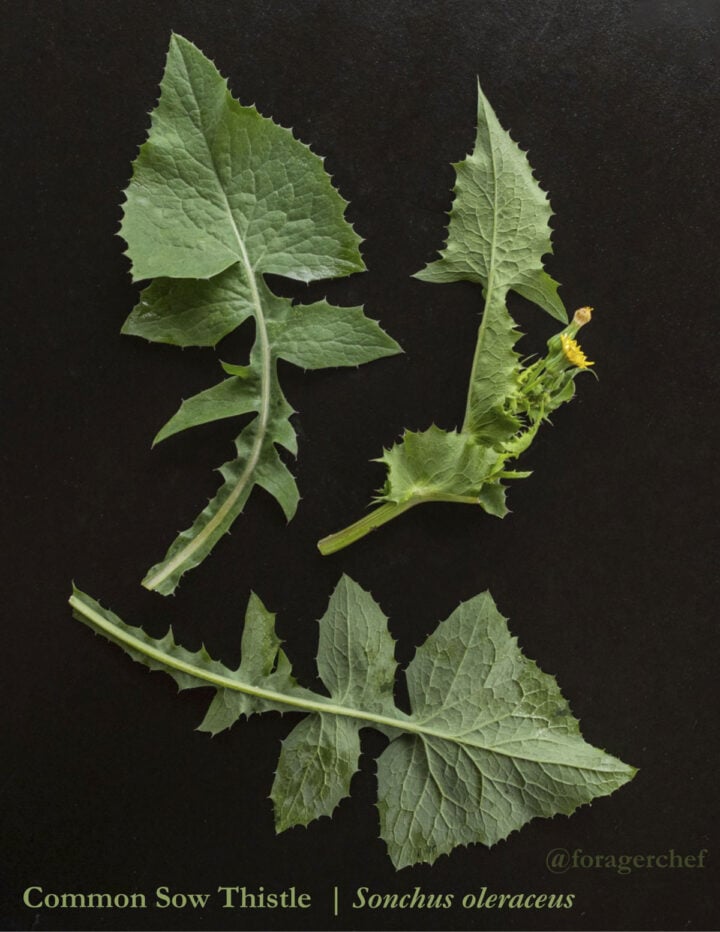 Foraging Sow Thistle: Identification, Look Alikes and Uses - Forager | Chef