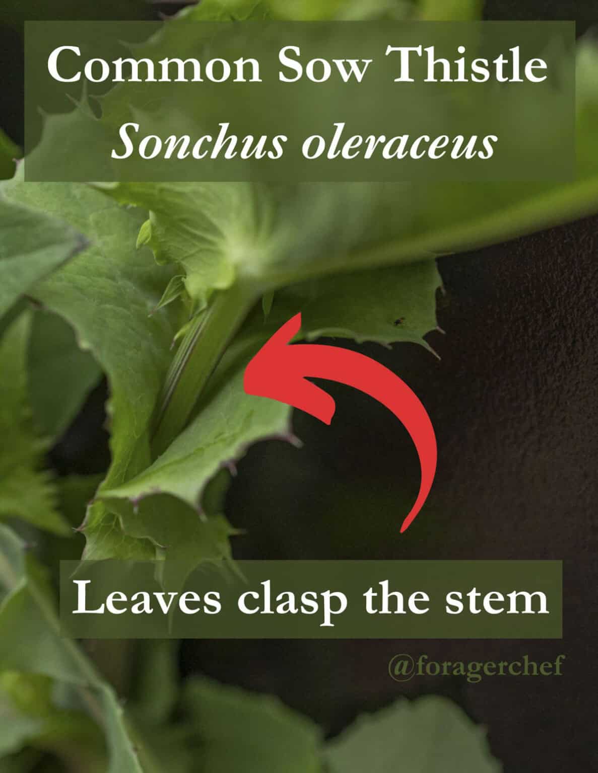 Foraging Sow Thistle: Identification, Look Alikes and Uses - Forager | Chef