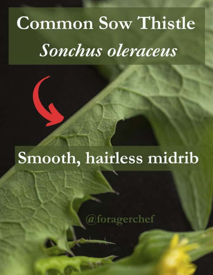 Foraging Sow Thistle: Identification, Look Alikes and Uses - Forager | Chef