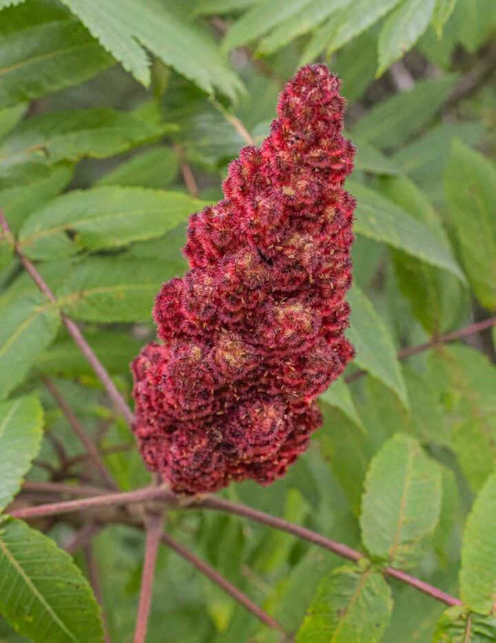 Staghorn Sumac Lemonade (Overnight Tea) - Forager | Chef