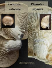 The Veiled Oyster Mushroom (Pleurotus dryinus / levis) - Forager | Chef