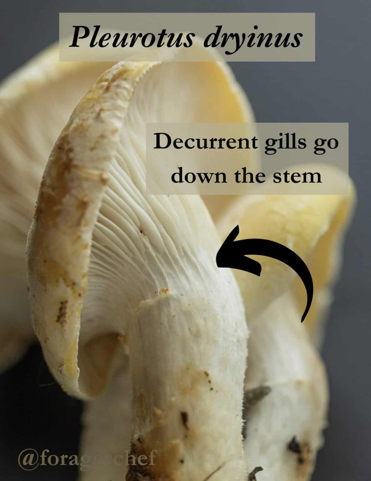 The Veiled Oyster Mushroom (Pleurotus dryinus / levis) - Forager | Chef