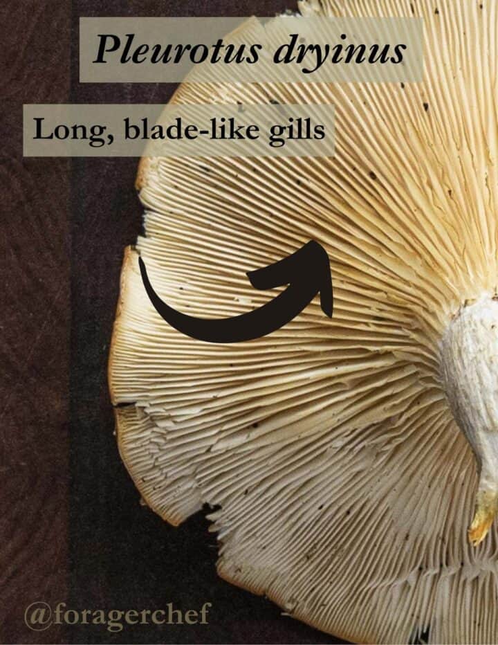 The Veiled Oyster Mushroom (Pleurotus dryinus / levis) - Forager | Chef