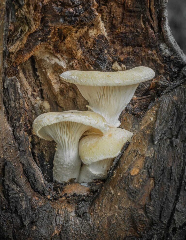 The Veiled Oyster Mushroom (Pleurotus dryinus / levis) - Forager | Chef