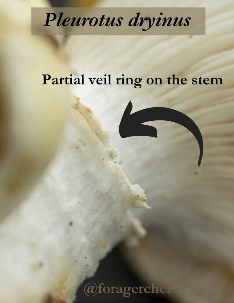 The Veiled Oyster Mushroom (Pleurotus dryinus / levis) - Forager | Chef