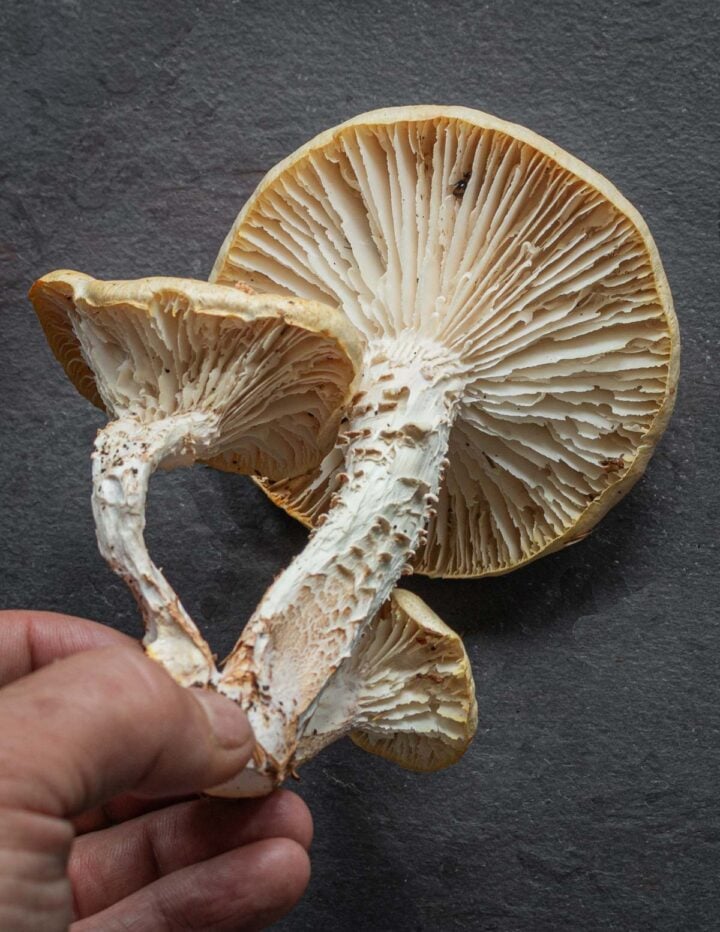 The Veiled Oyster Mushroom (Pleurotus dryinus / levis) - Forager | Chef