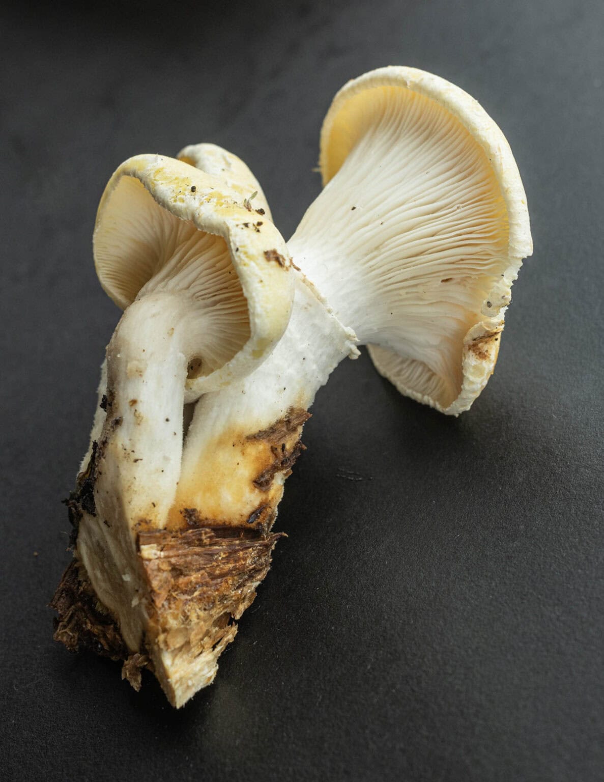 The Veiled Oyster Mushroom (Pleurotus dryinus / levis) - Forager | Chef