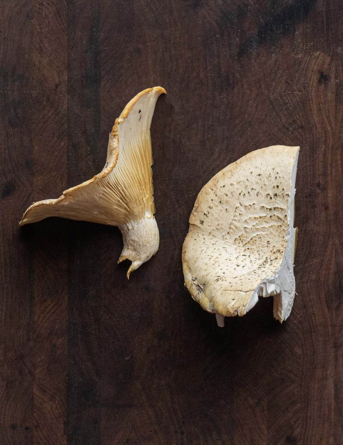 The Veiled Oyster Mushroom (Pleurotus dryinus / levis) - Forager | Chef