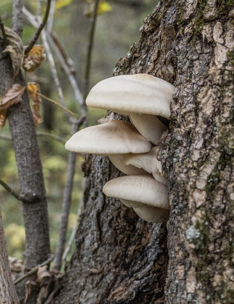 The Veiled Oyster Mushroom (Pleurotus dryinus / levis) - Forager | Chef