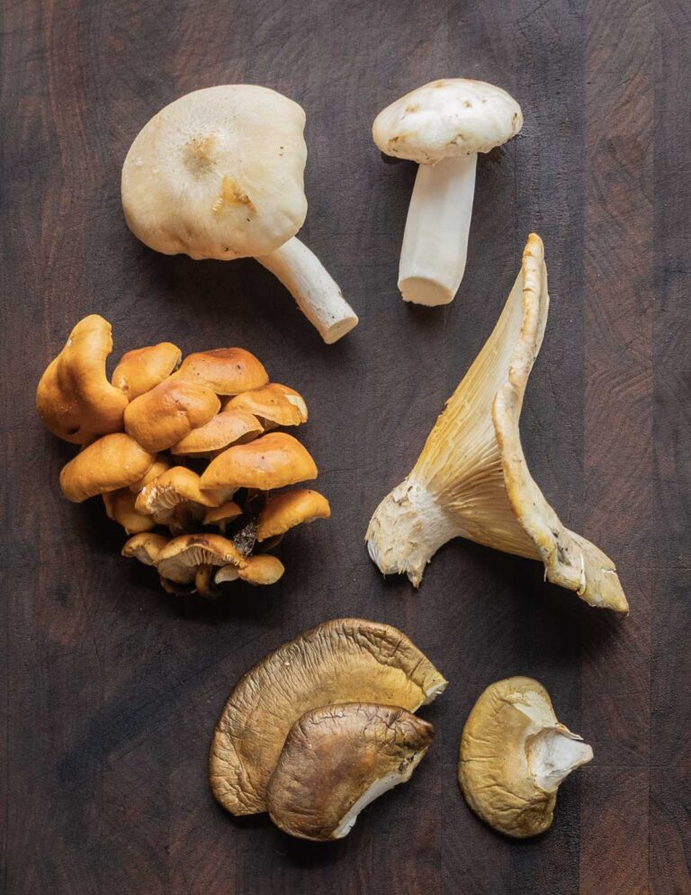 The Veiled Oyster Mushroom (Pleurotus dryinus / levis) - Forager | Chef