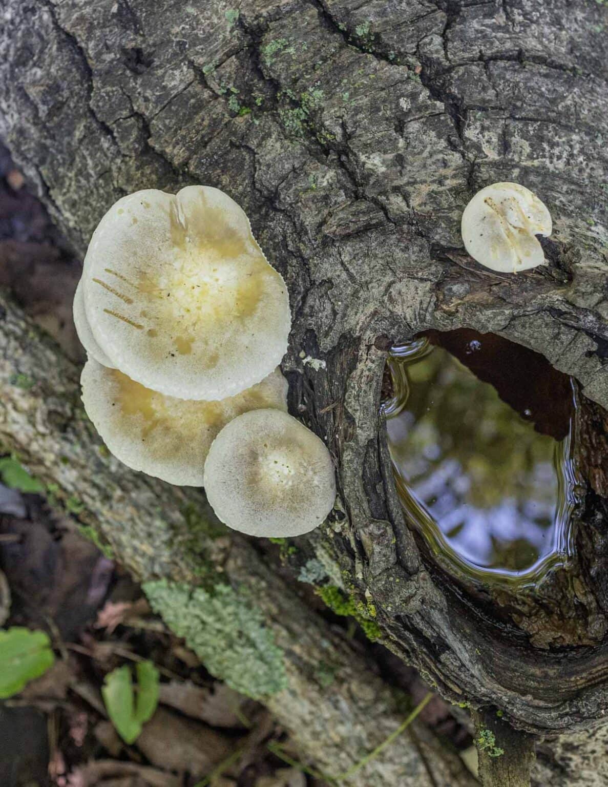 The Veiled Oyster Mushroom (Pleurotus dryinus / levis) - Forager | Chef