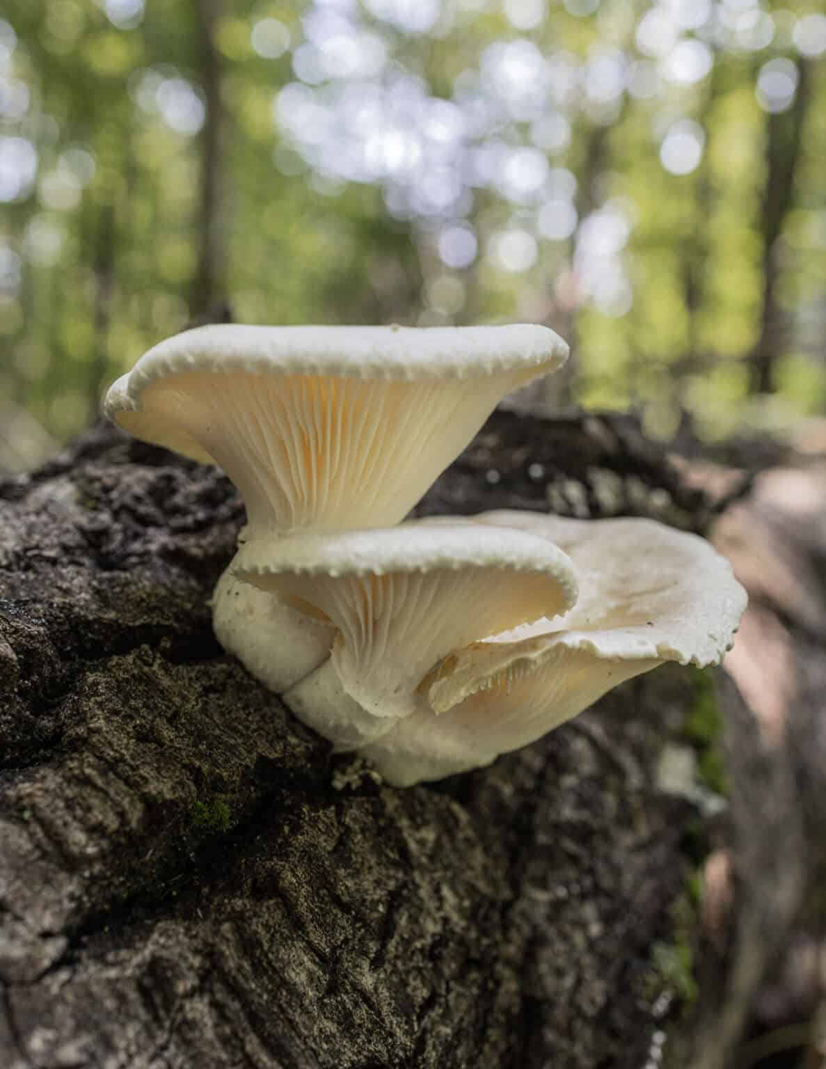 The Veiled Oyster Mushroom (Pleurotus dryinus / levis) - Forager | Chef