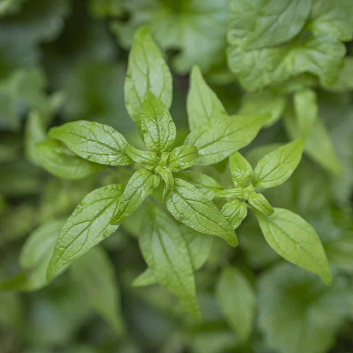 Pennsylvania Pellitory: An Edible Weed That Tastes Like Cucumber