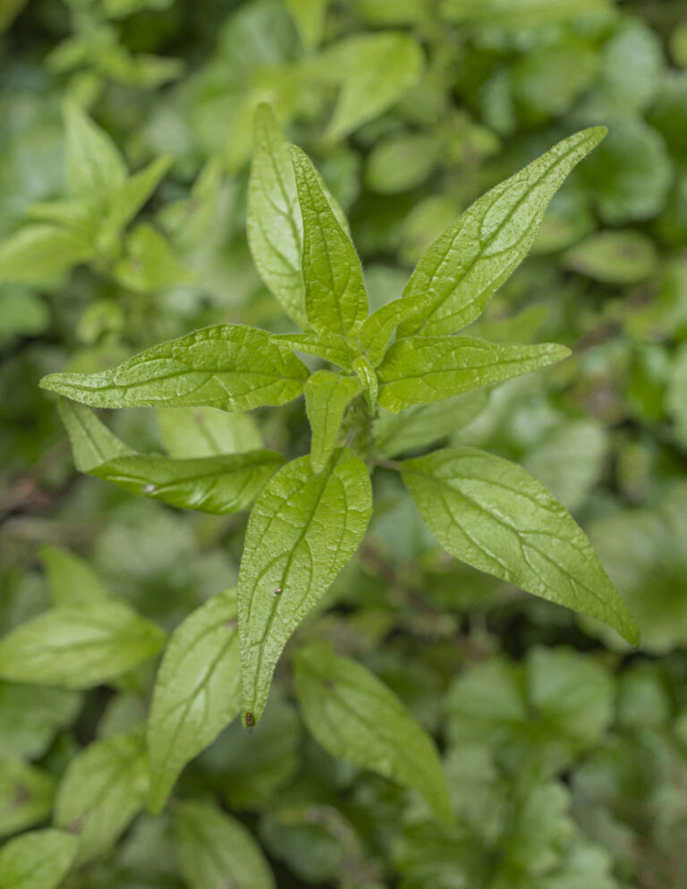 Pennsylvania Pellitory: An Edible Weed That Tastes Like Cucumber