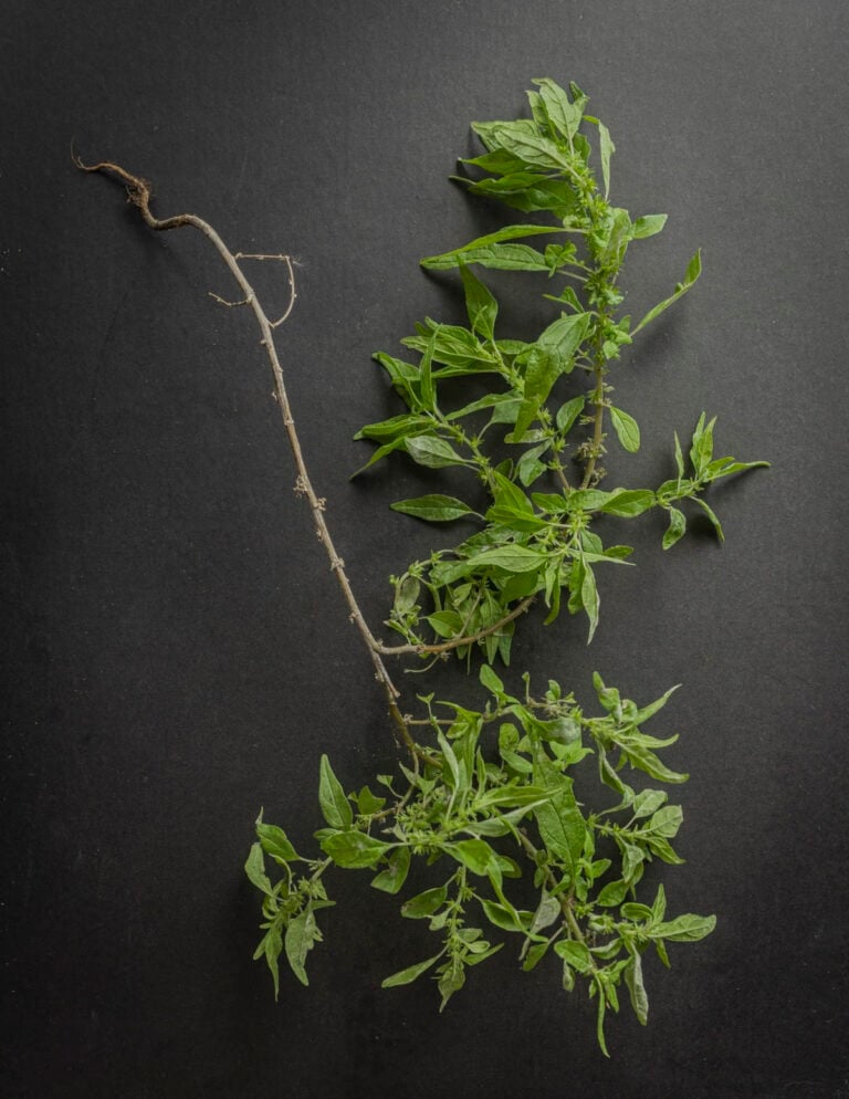 Pennsylvania Pellitory: An Edible Weed That Tastes Like Cucumber