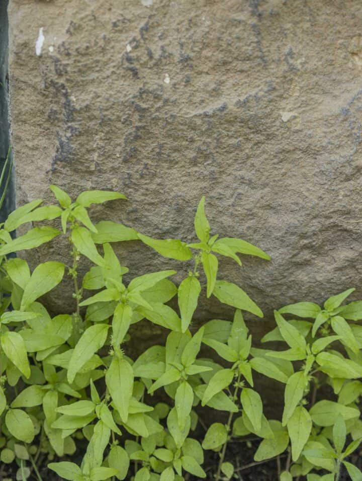 Pennsylvania Pellitory: An Edible Weed That Tastes Like Cucumber