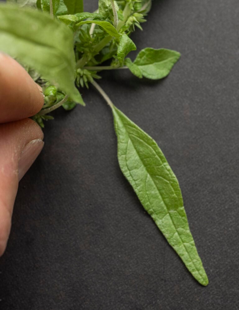 Pennsylvania Pellitory: An Edible Weed That Tastes Like Cucumber