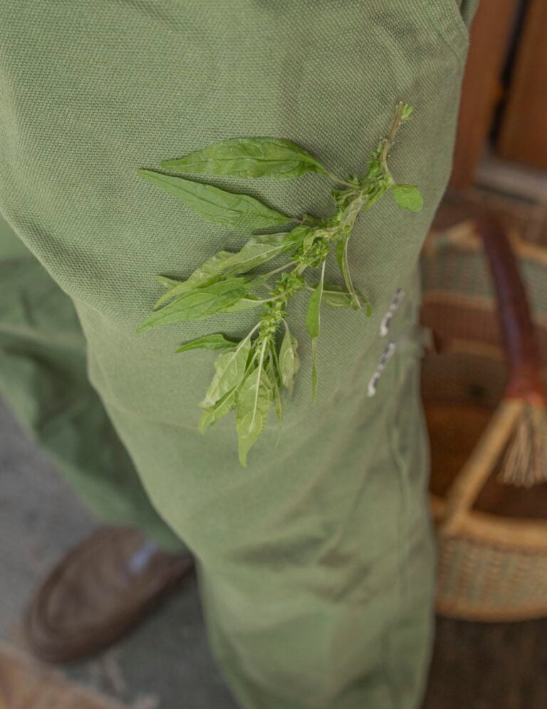 Pennsylvania Pellitory: An Edible Weed That Tastes Like Cucumber