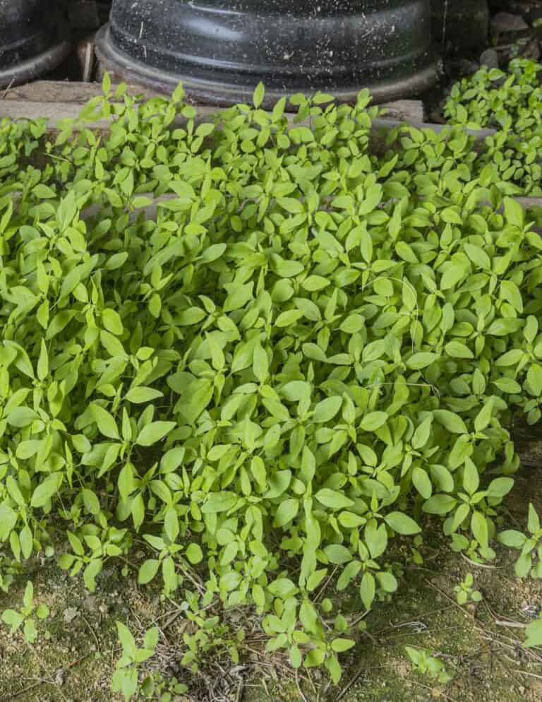 Pennsylvania Pellitory: An Edible Weed That Tastes Like Cucumber